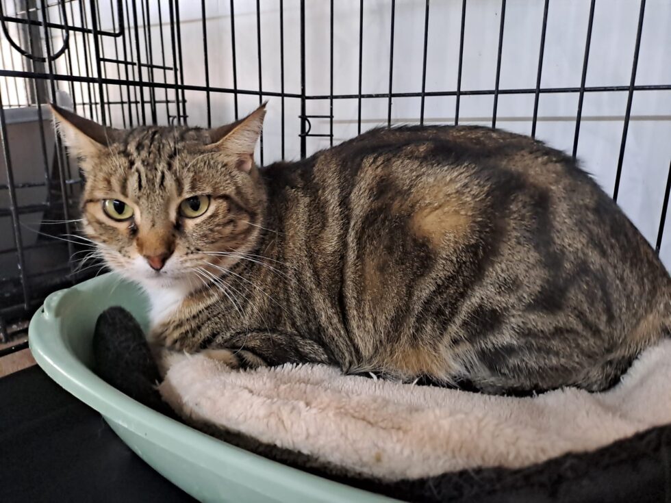 Ella - C.L.A.W.S Malta